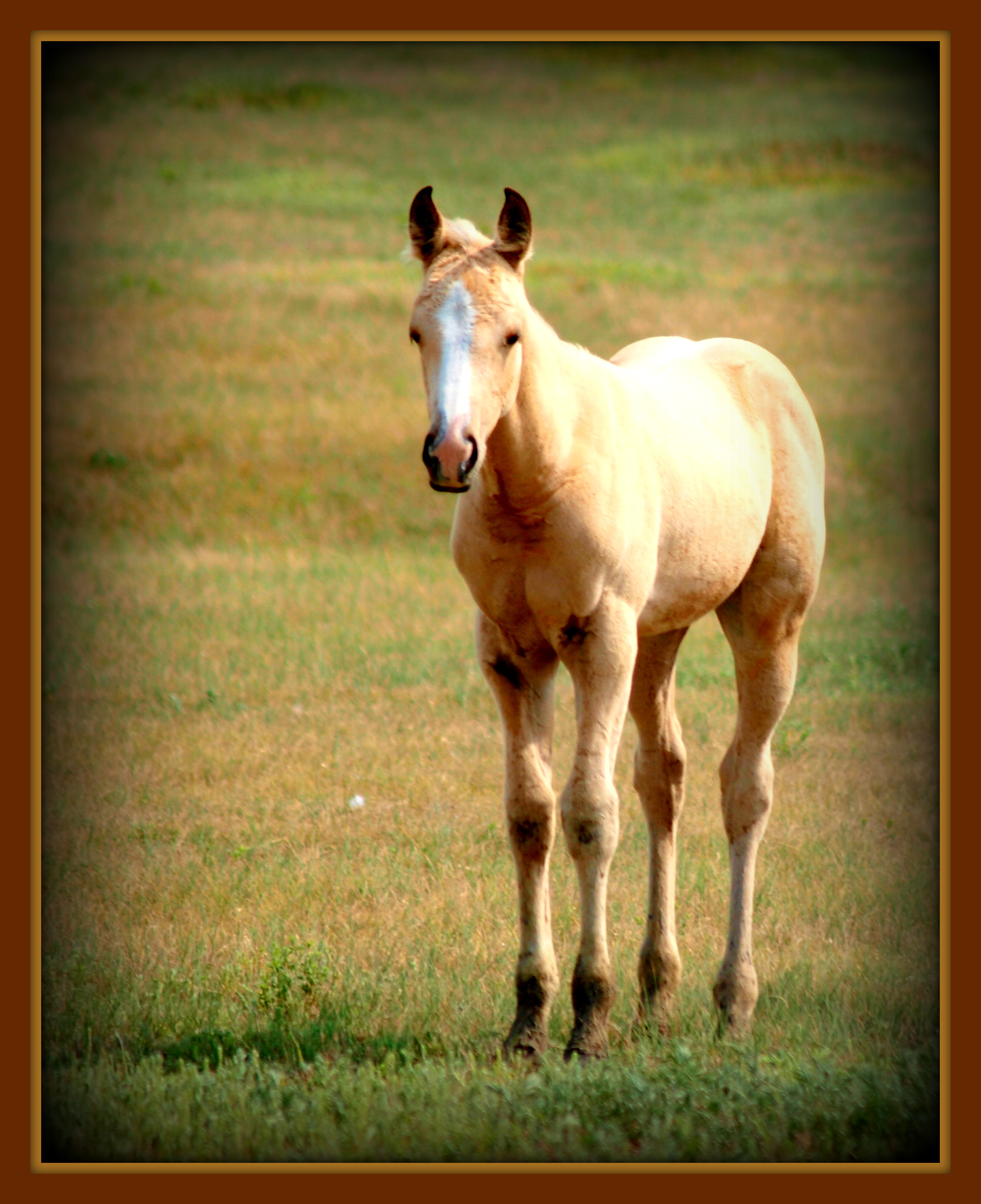 buckskin banjo baby 2 - The South Dakota Cowgirl