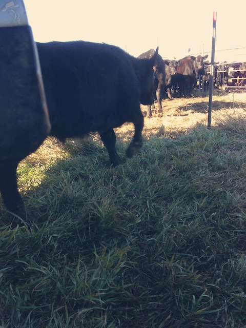 Shipping Calves: Day Two - The South Dakota Cowgirl