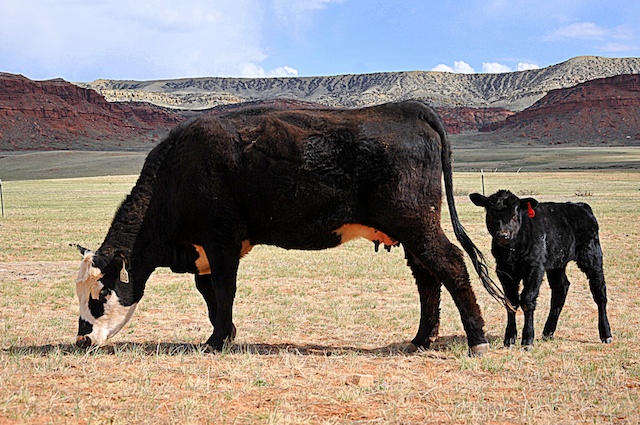 Simon Burch (3) - The South Dakota Cowgirl
